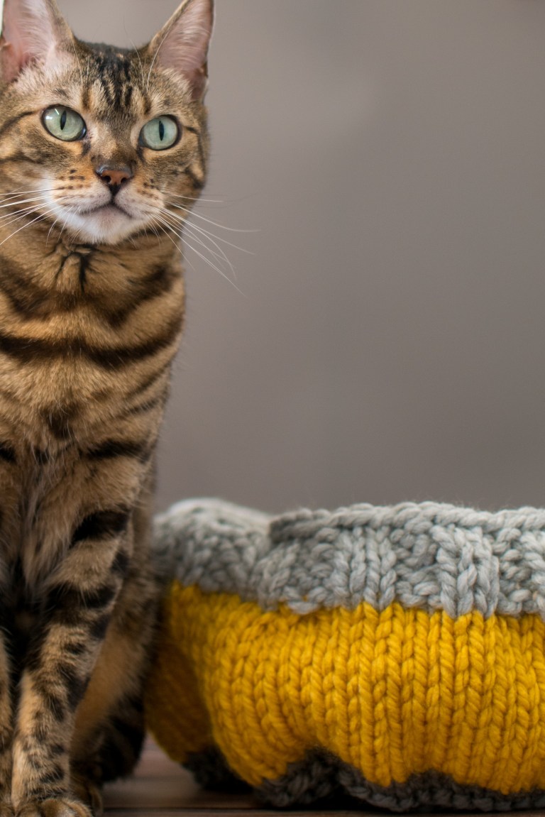 How to knit a cat bed that your cat won’t sit in – The Knitting Times